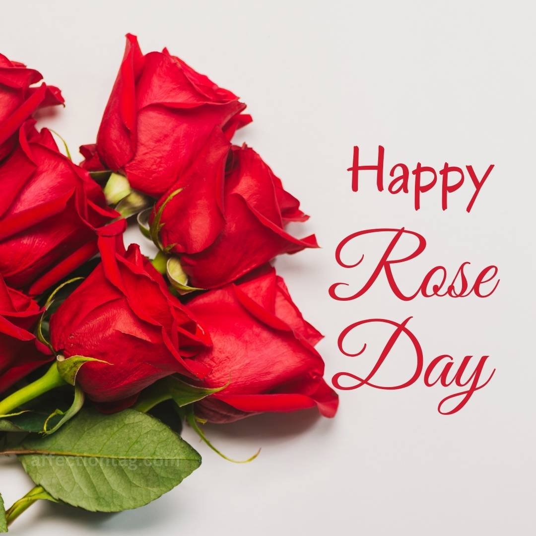 Celebrating Love with Happy Rose Day Images - AffectionTag