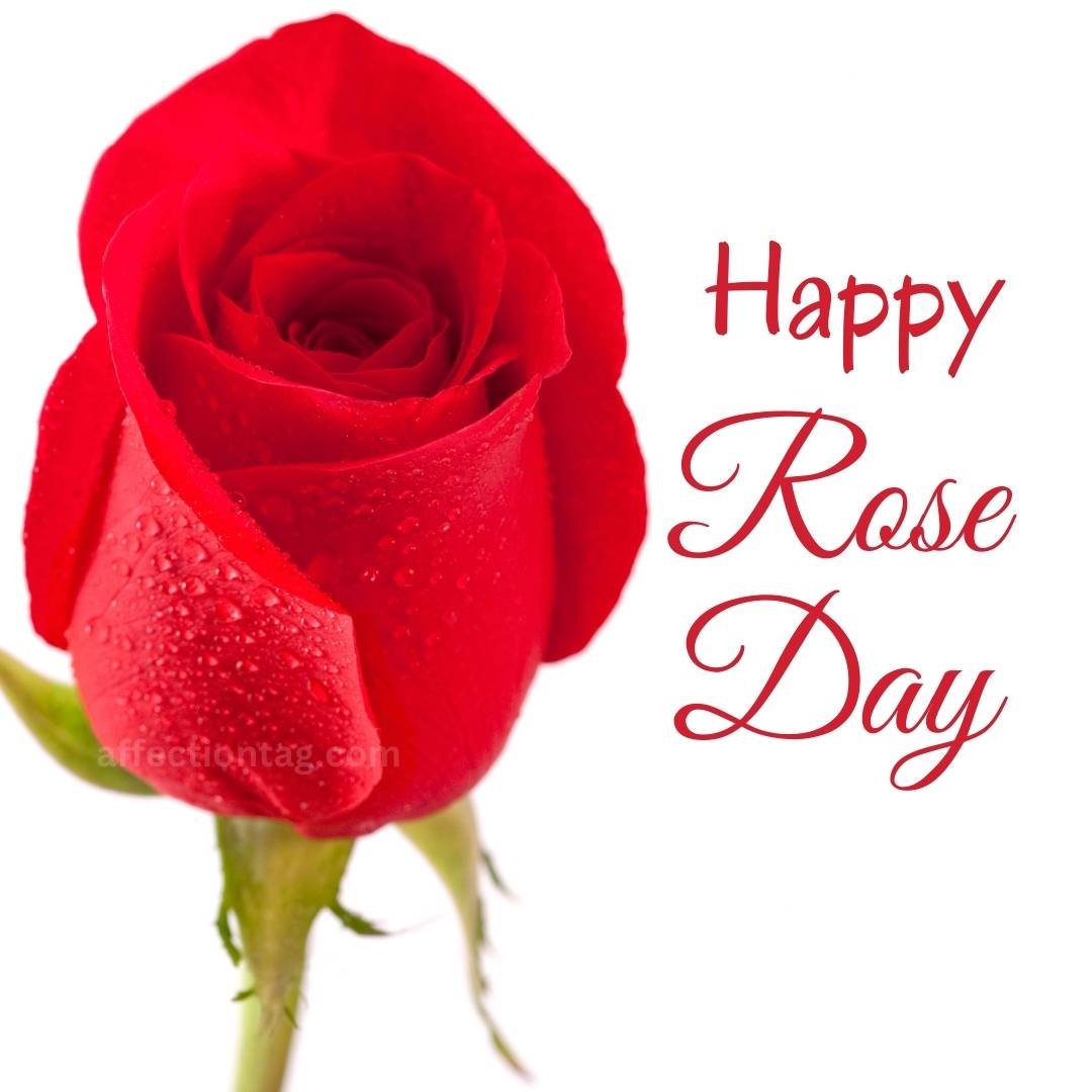 Celebrating Love with Happy Rose Day Images - AffectionTag