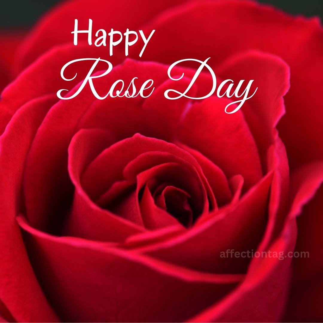 Celebrating Love with Happy Rose Day Images - AffectionTag
